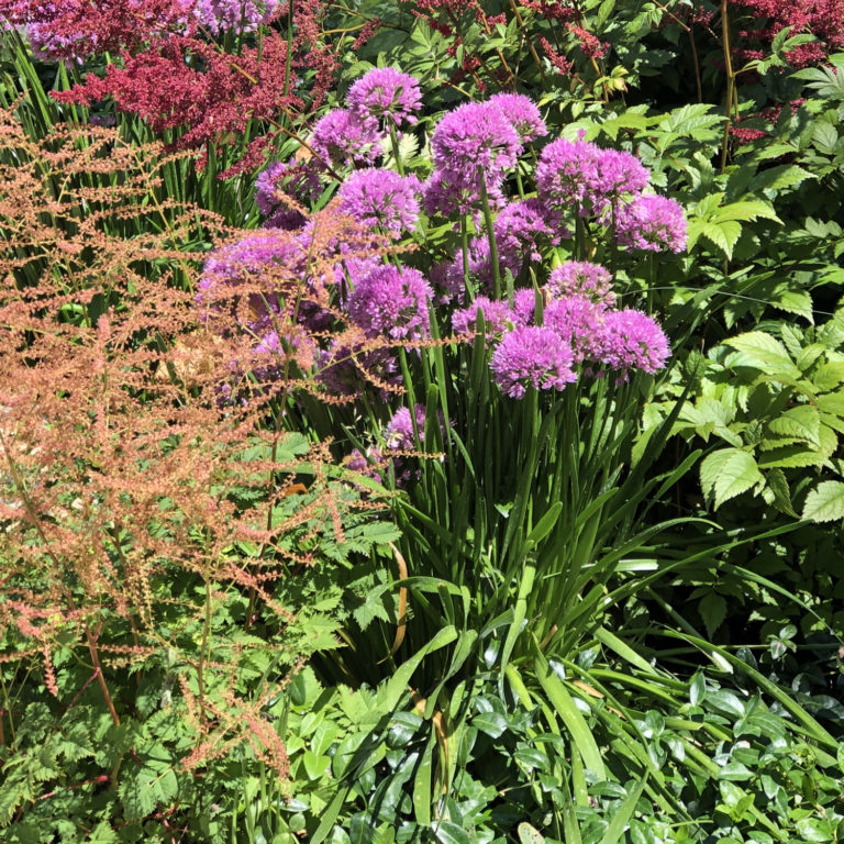 Allium Millenium - Order Online