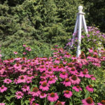 Echinacea 'Ruby Giant' - Buy Coneflower Perennials Online