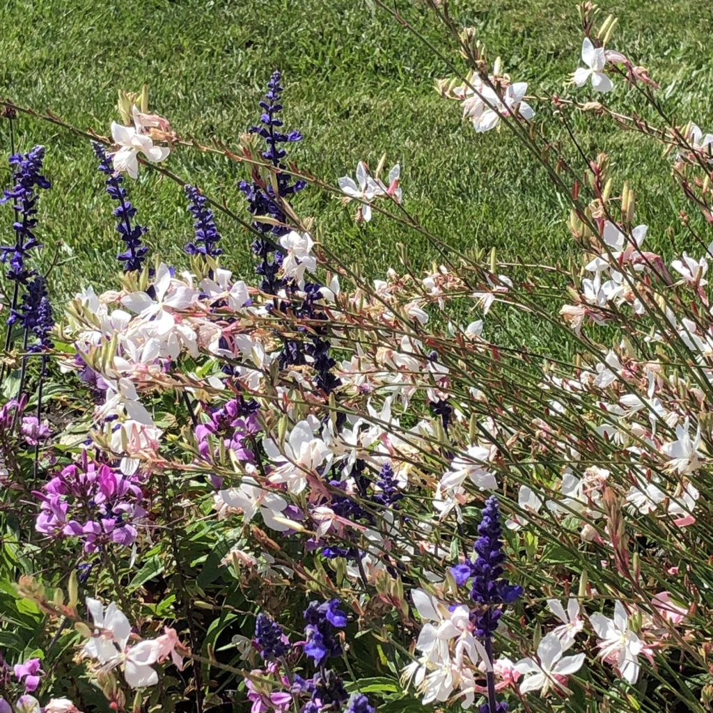 STRATOSPHERE™ White Gaura
