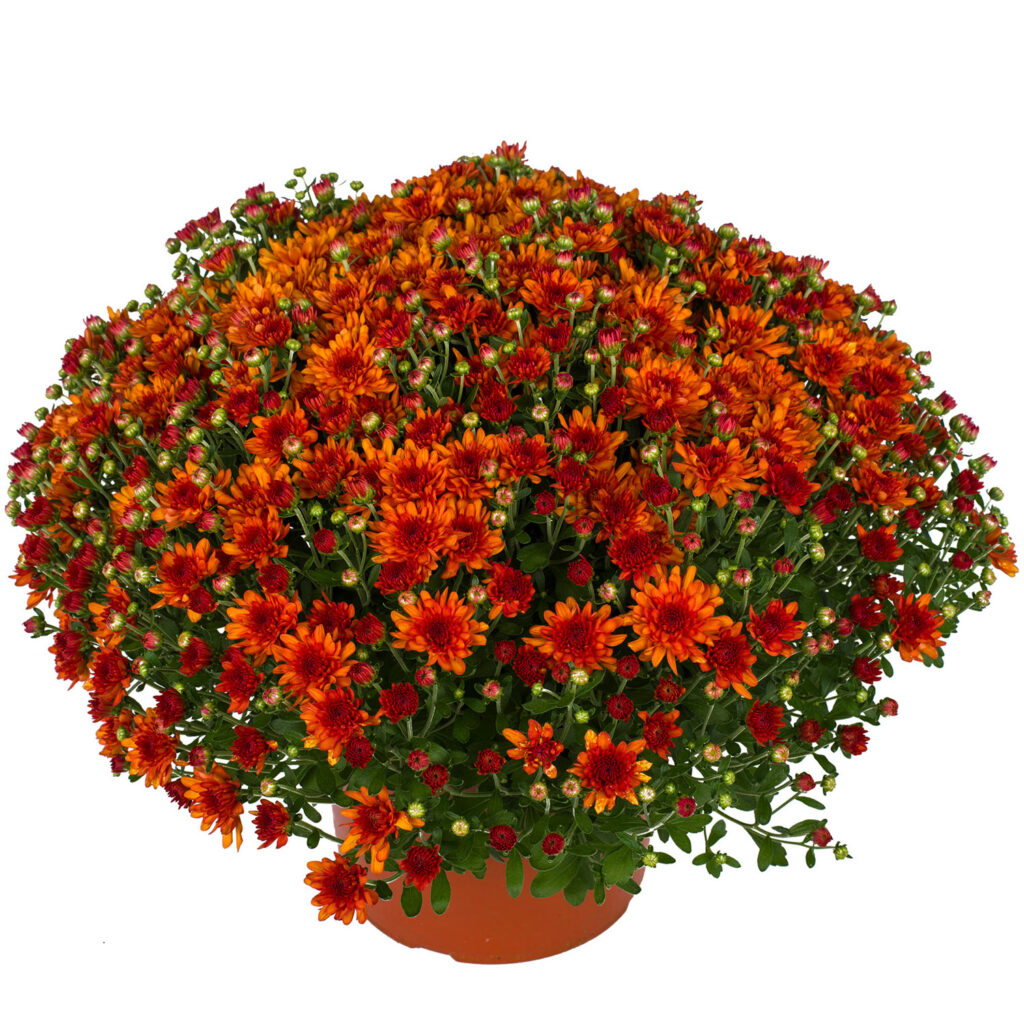 Garden Mum Orange Zest - Buy Garden Mum Annuals Online