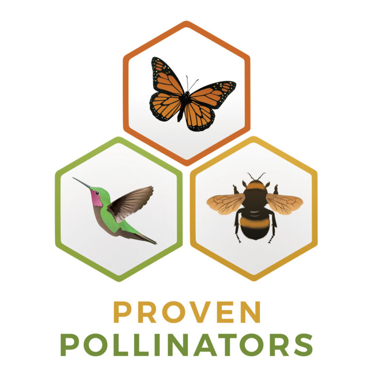 COLOR SPIRES® 'Violet Riot' Salvia - Order Online