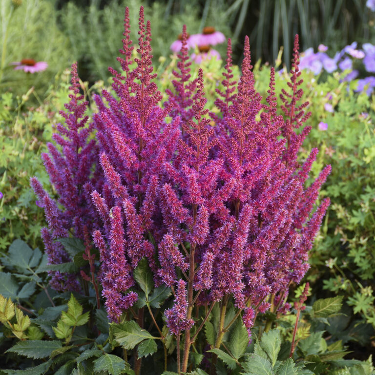 Astilbe 'Visions' Series – Stunning Shade Perennials
