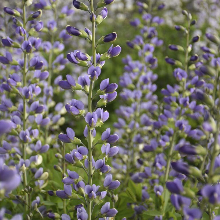 Baptisia DECADENCE® 'DELUXE 'Blue Bubbly'