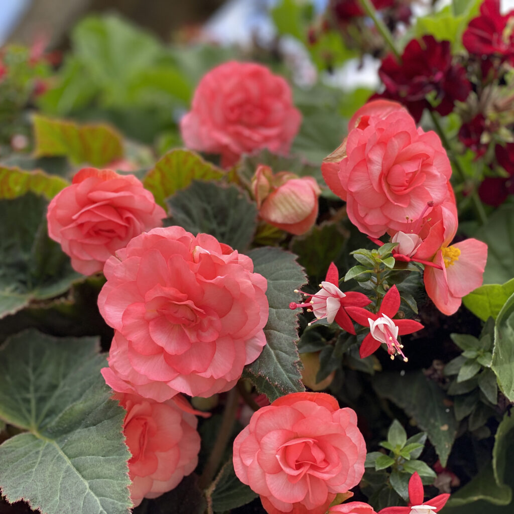 DOUBLE DELIGHT™ Blush Rose Begonia - Garden Crossings