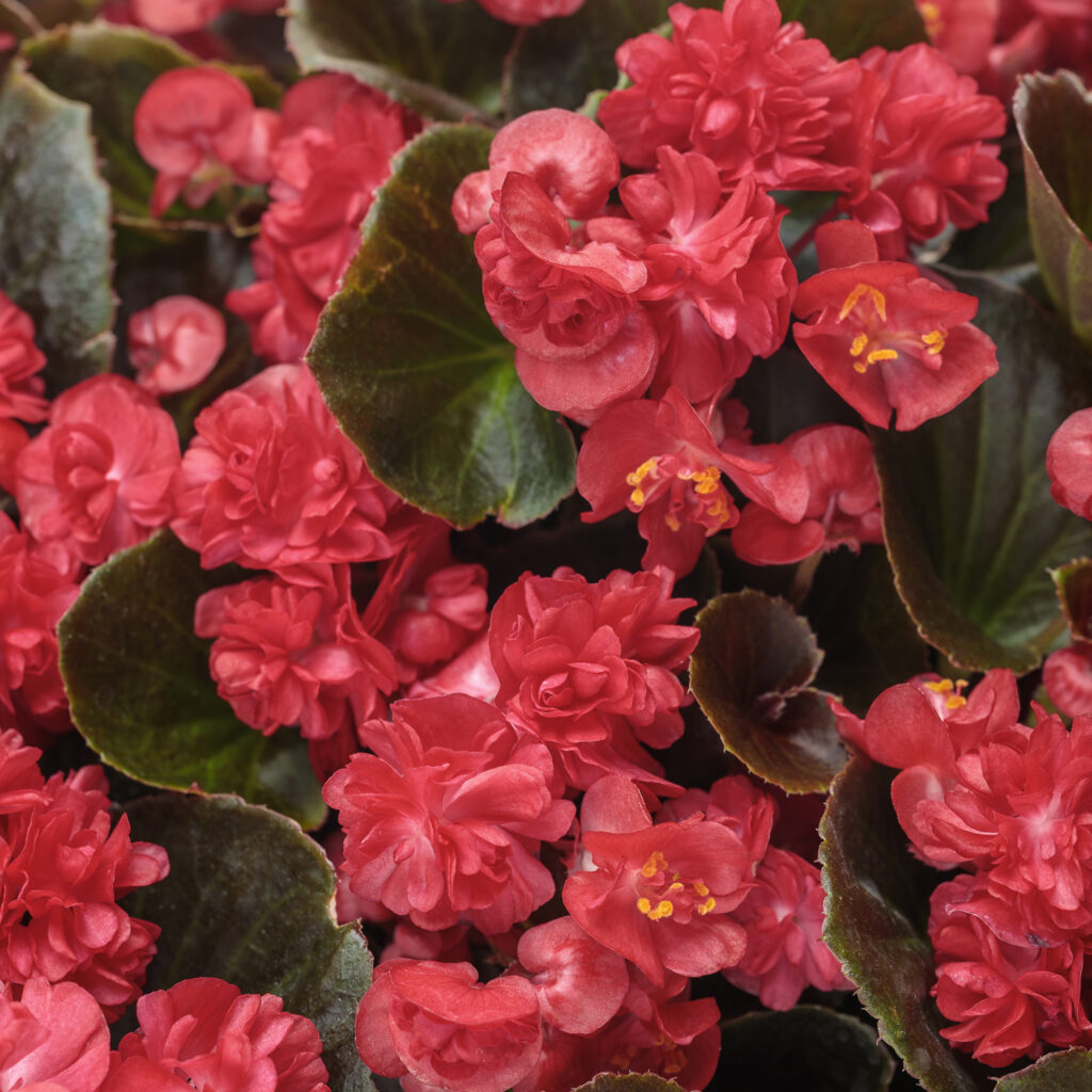 DOUBLE UP™ Red Begonia