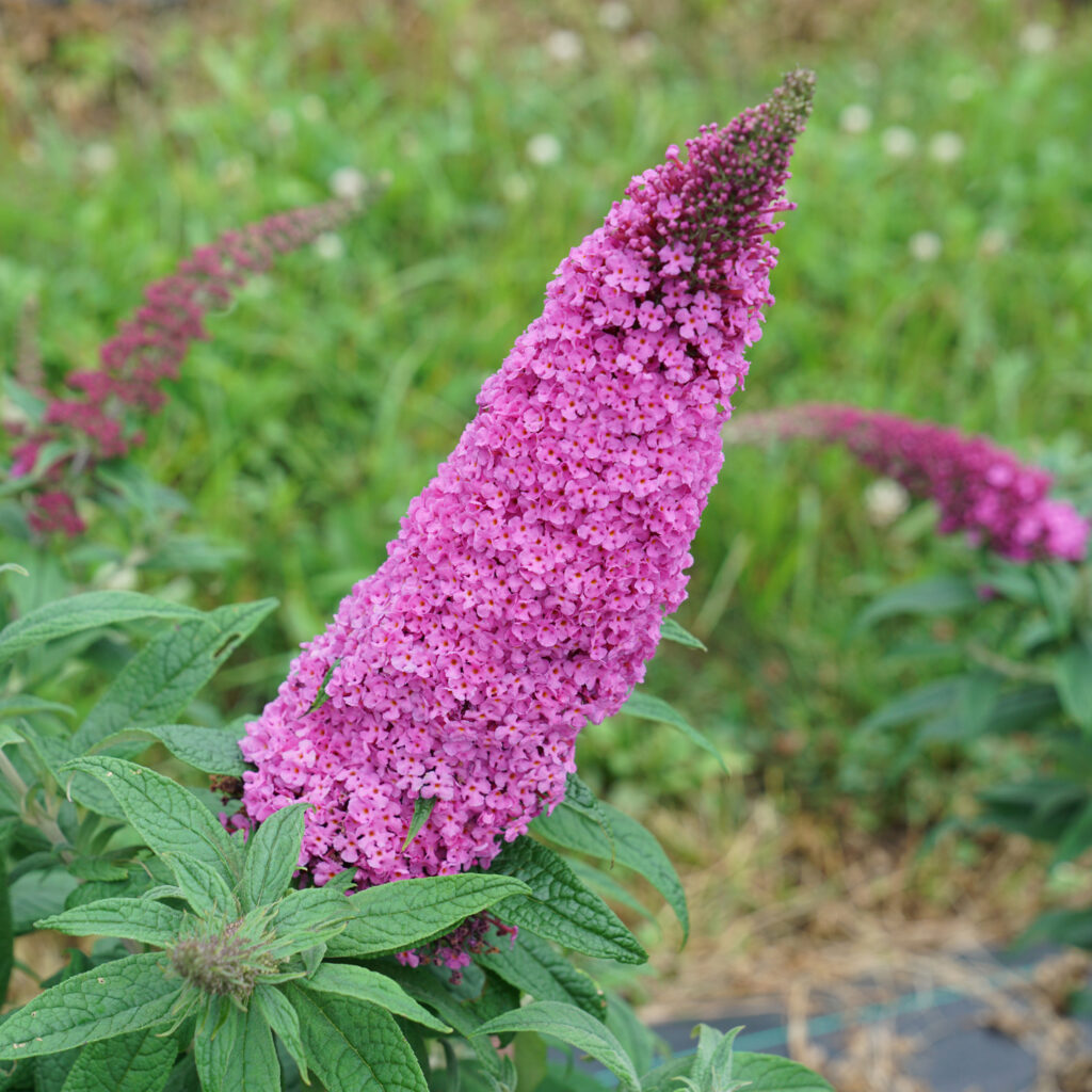 PUGSTER PINKER® Butterfly Bush - Order Online