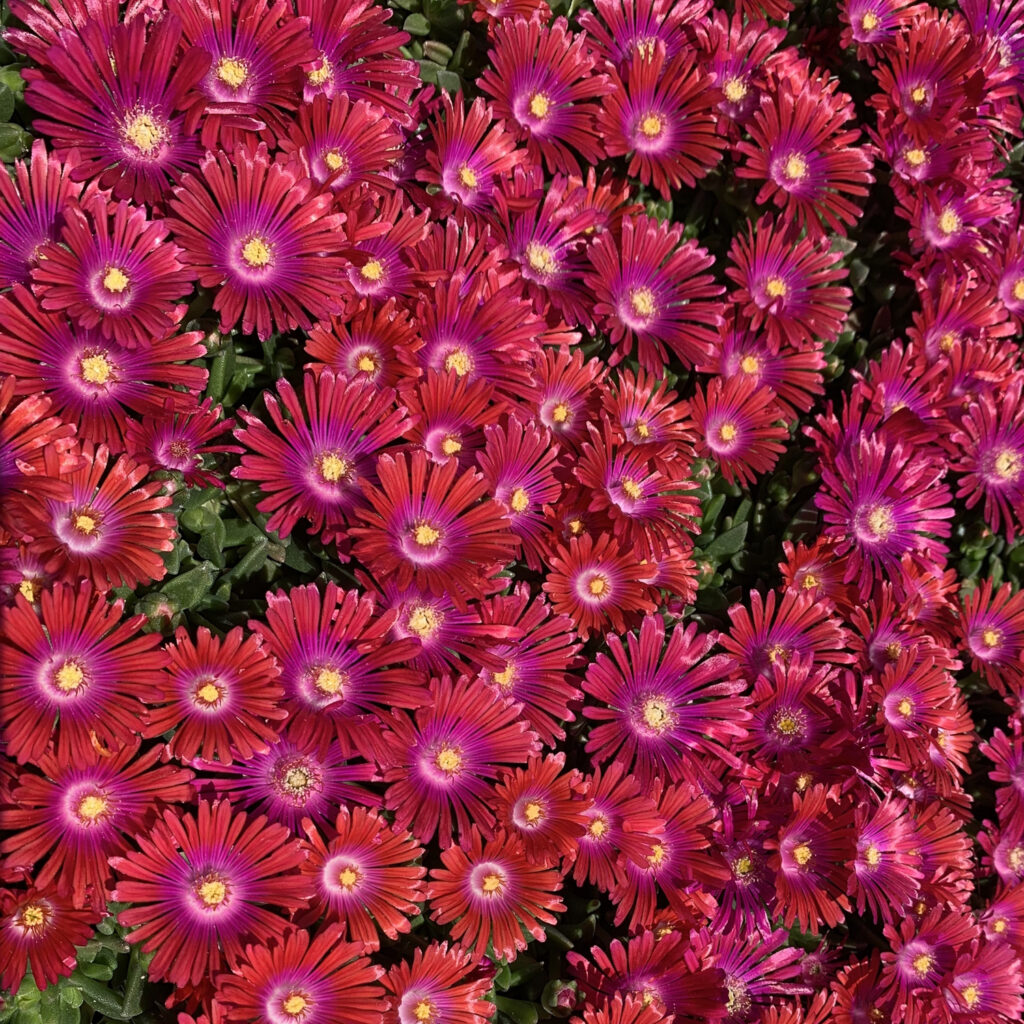 'Granita Raspberry' Ice Plant (Delosperma) - Order Online