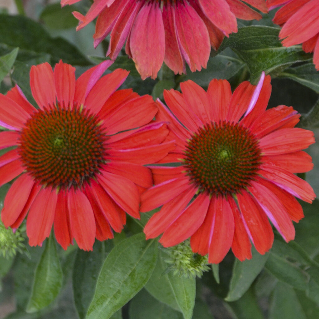Echinacea Color Coded™ Frankly Scarlet