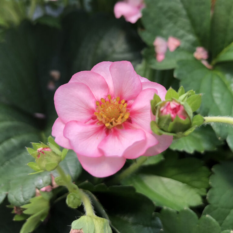BERRIED TREASURE® Pink Fragaria