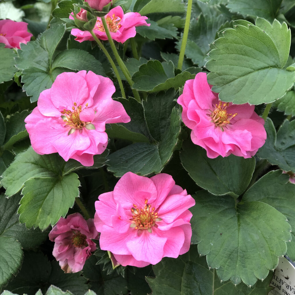 BERRIED TREASURE® Pink Fragaria