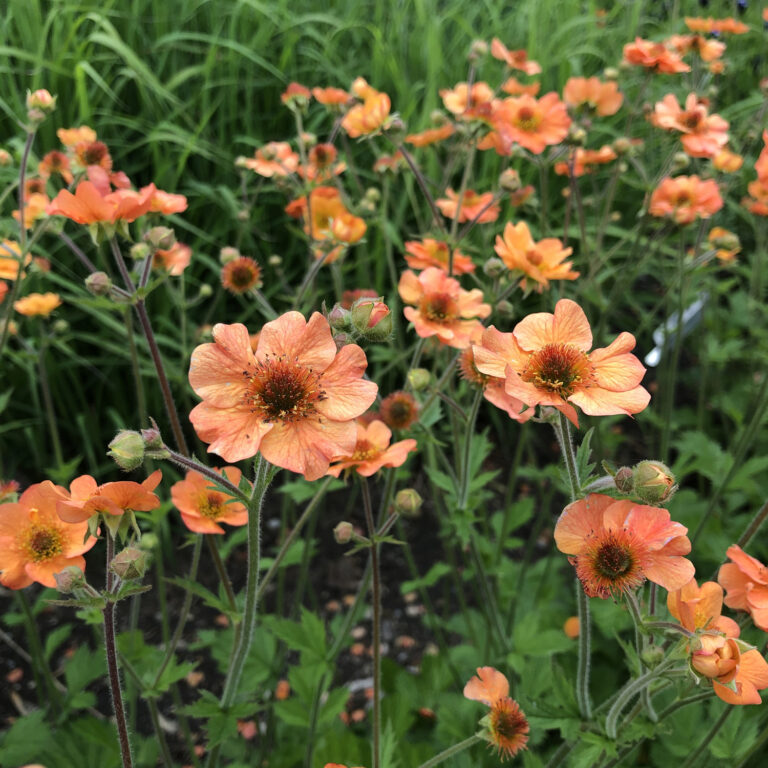 Order Geum Perennials Online