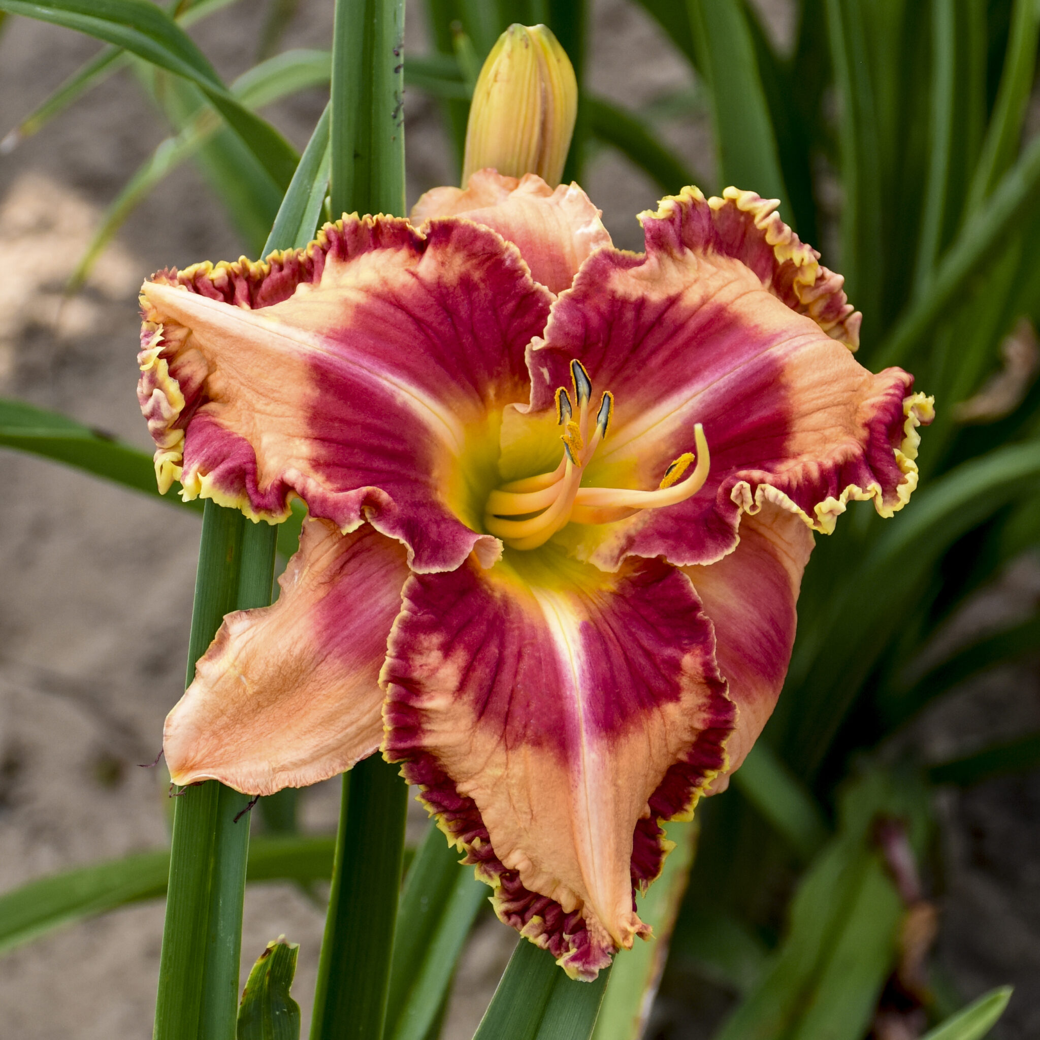 Order Daylily Perennials Online