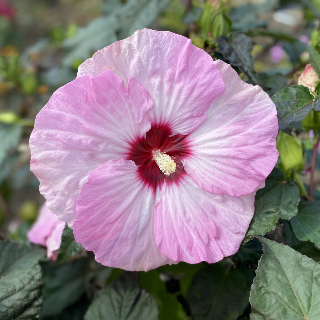 Hibiscus SUMMERIFIC® 'Spinderella'