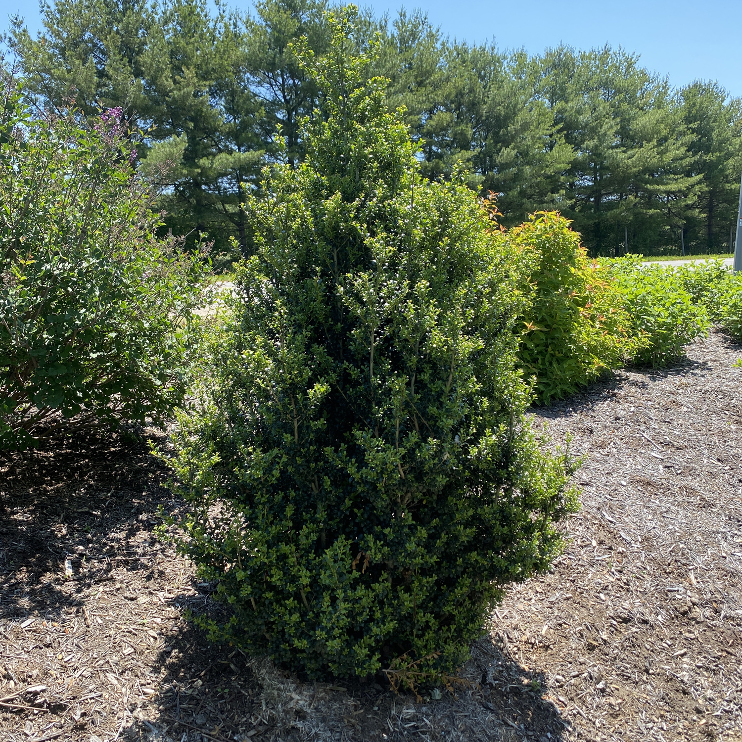 Tall, Narrow Plants for Tight Spaces in the Landscape - Garden Crossings