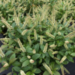 FIZZY MIZZY® Sweetspire - Order Online