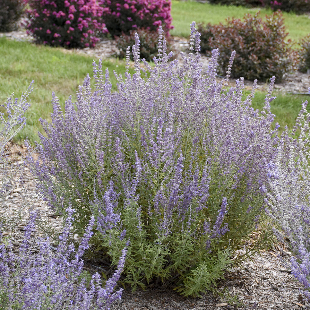 Order Russian Sage Perennials Online
