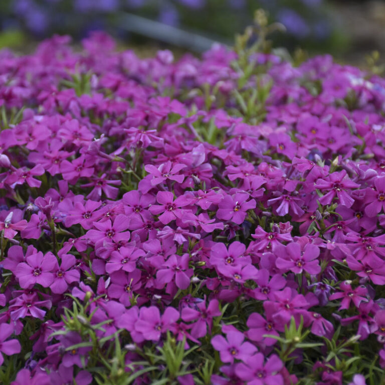 Phlox MOUNTAINSIDE™ 'Majestic Magenta'
