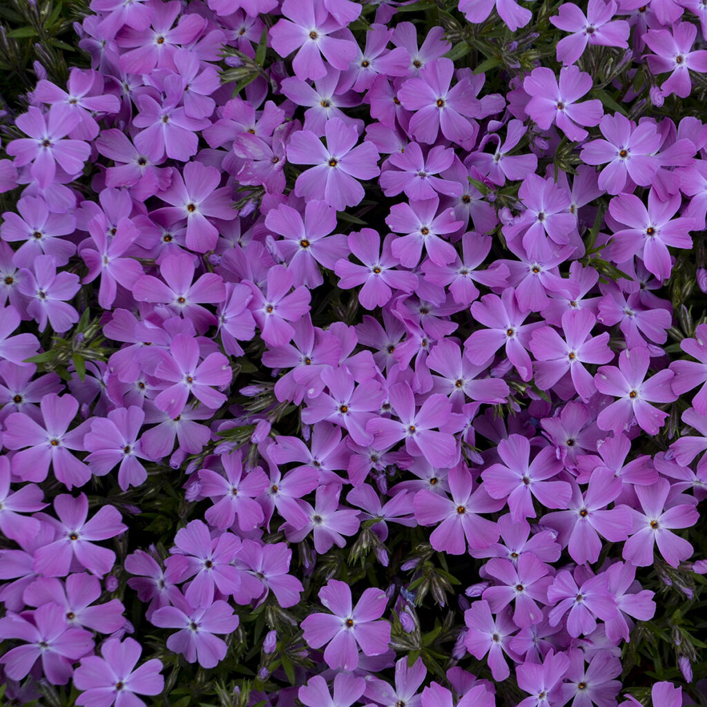 Phlox SPRING BLING™ 'Rose Quartz'