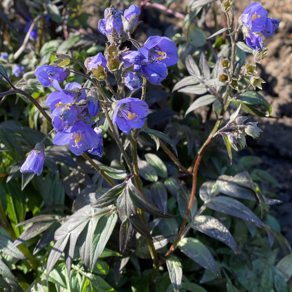 Polemonium 'Heaven Scent'