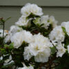 Perfecto Mundo Double White Azalea | Reblooming
