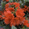 PERFECTO MUNDO® Orange Azalea - Order Online