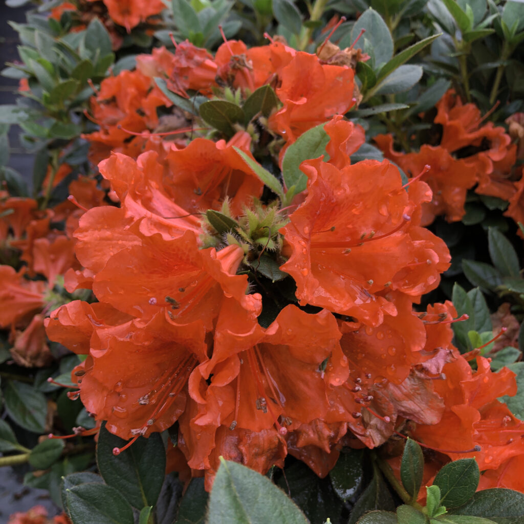 PERFECTO MUNDO® Orange Azalea - Order Online