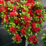 PERFECTO MUNDO® Red Reblooming Azalea - Order Online