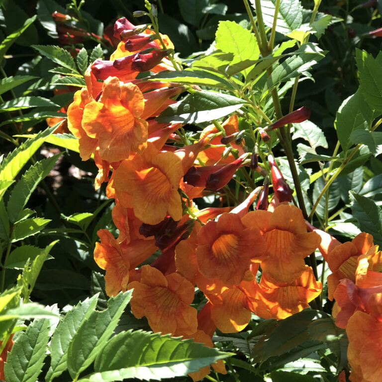 CHICKLET® Orange Trumpet Bush (Tecoma) - Order Online