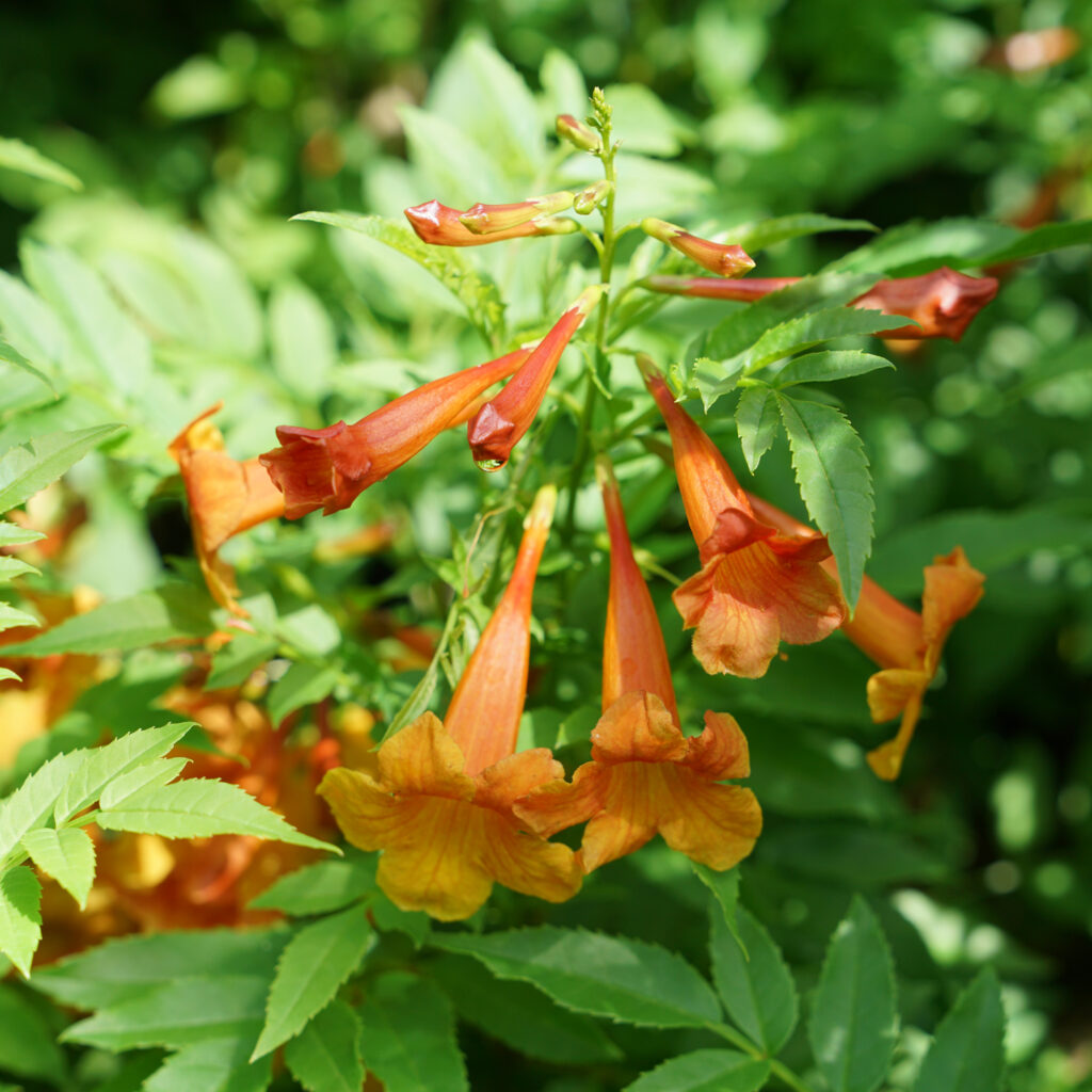 CHICKLET® Orange Trumpet Bush (Tecoma) - Order Online