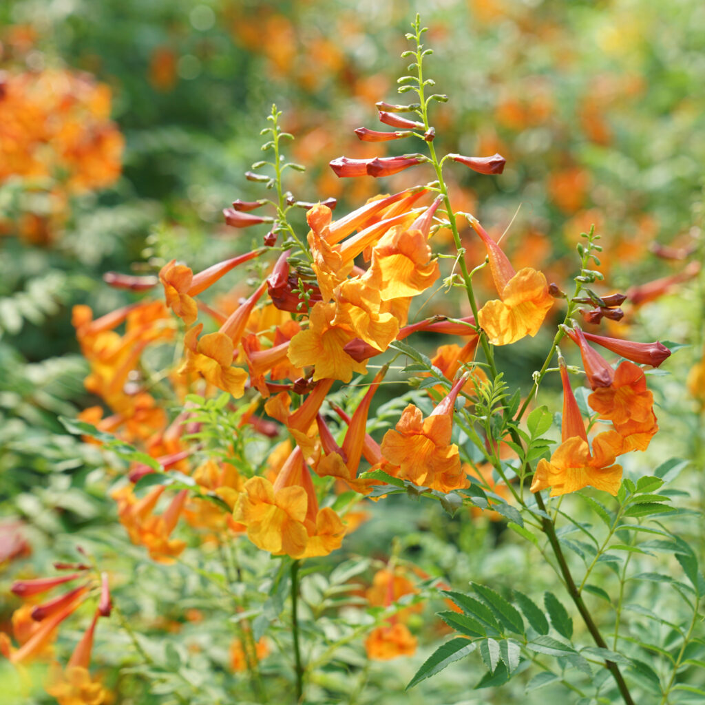 CHICKLET® Orange Trumpet Bush (Tecoma) - Order Online