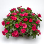 CORA® Cascade Cherry Vinca