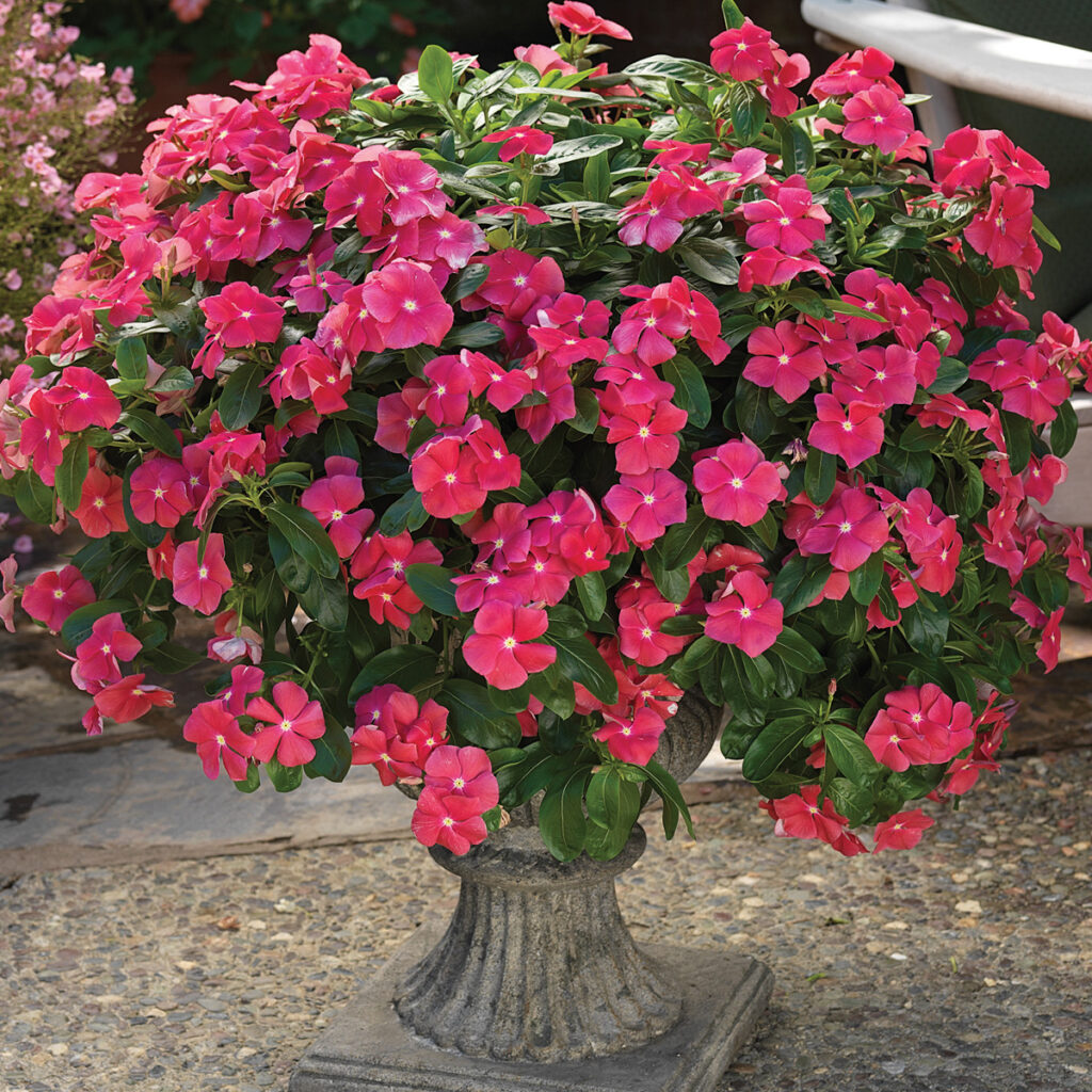 CORA® Cascade Cherry Vinca