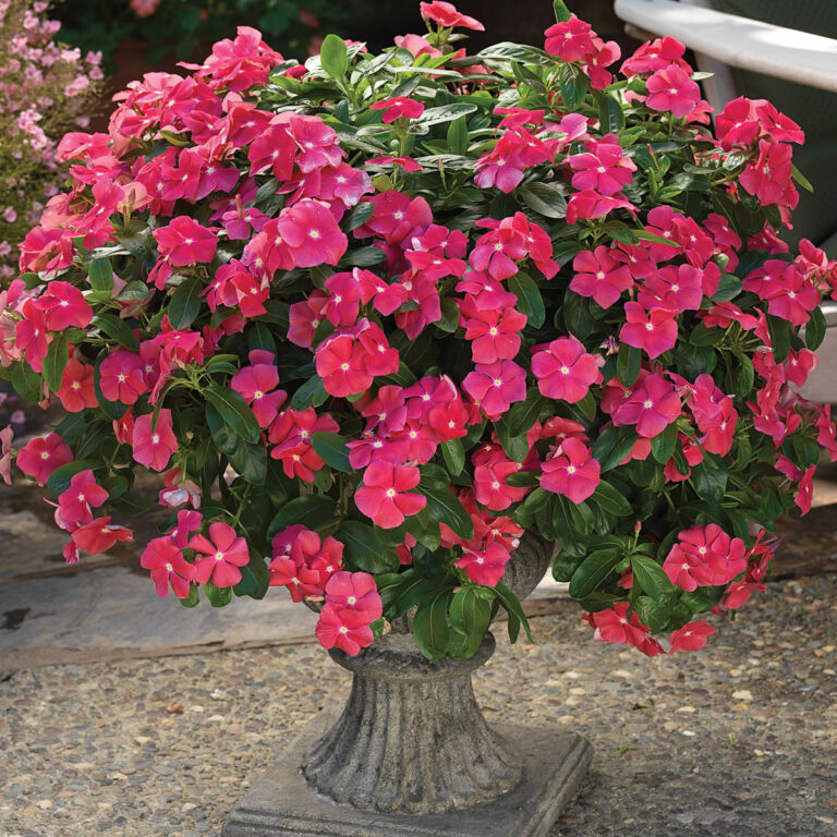 CORA® Cascade Cherry Vinca