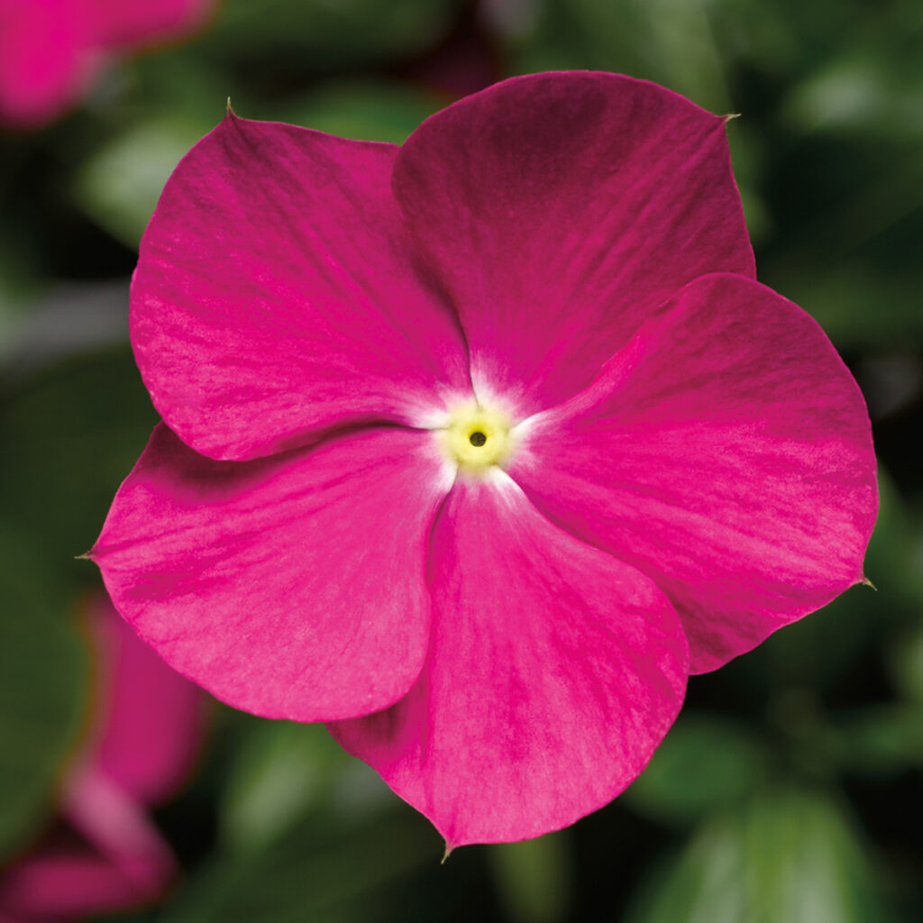 CORA® Cascade Violet Vinca