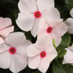 CORA® Cascade Polka Dot Vinca