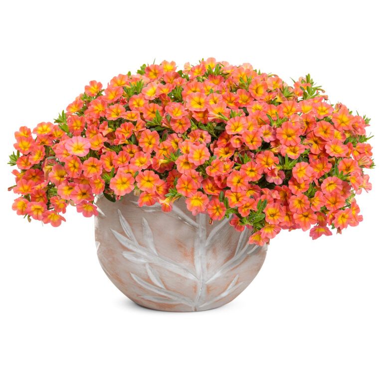 SUPERBELLS® Coral Sun Million Bells (Calibrachoa)