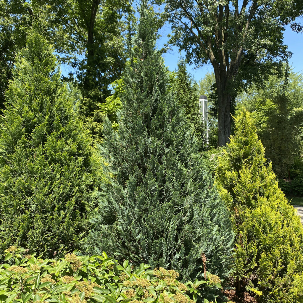 PINPOINT® Blue Chamaecyparis