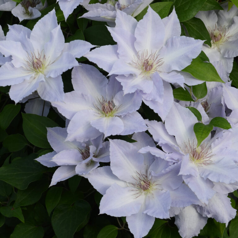 Clematis Care - Planting, Growing & Pruning Information