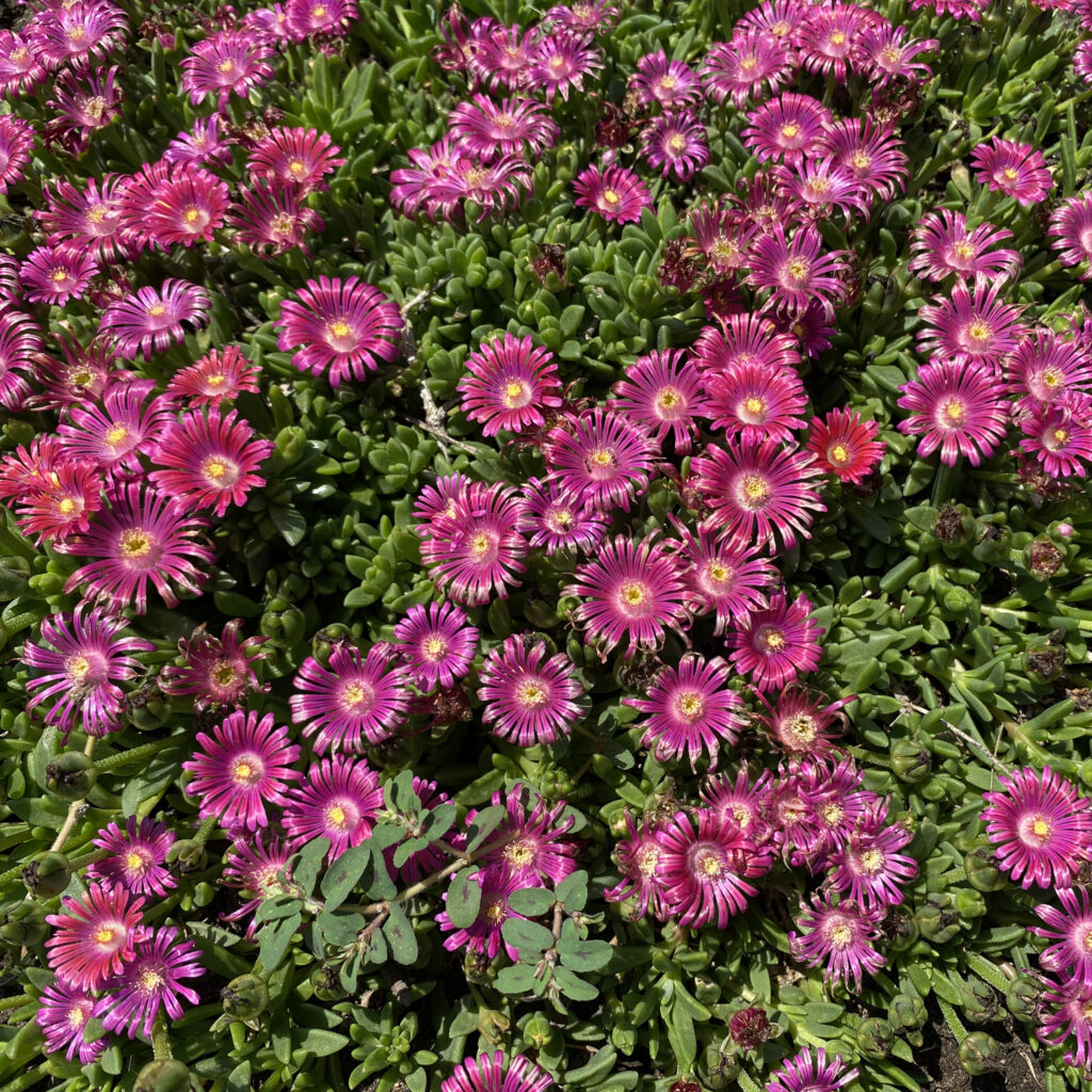 'Granita Raspberry' Ice Plant (Delosperma) - Order Online