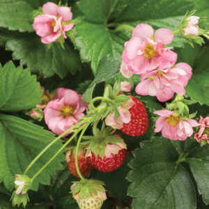 BERRIED TREASURE® Pink Fragaria