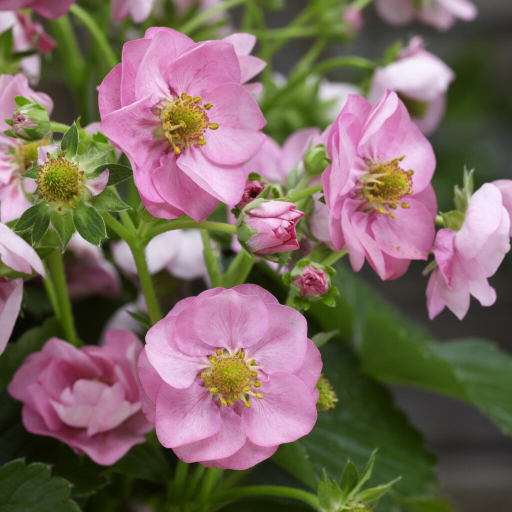 BERRIED TREASURE® Pink Fragaria
