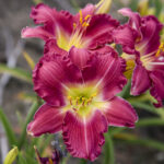 Hemerocallis HAPPY EVER APPSTER® 'Romantic Returns'
