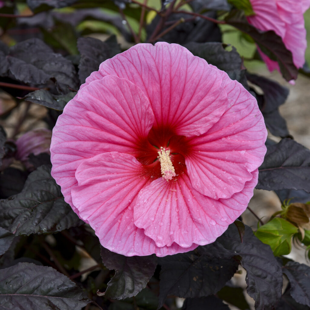 Hibiscus SUMMERIFIC® 'Edge of Night' Hibiscus SUMMERIFIC® 'Edge of Night'