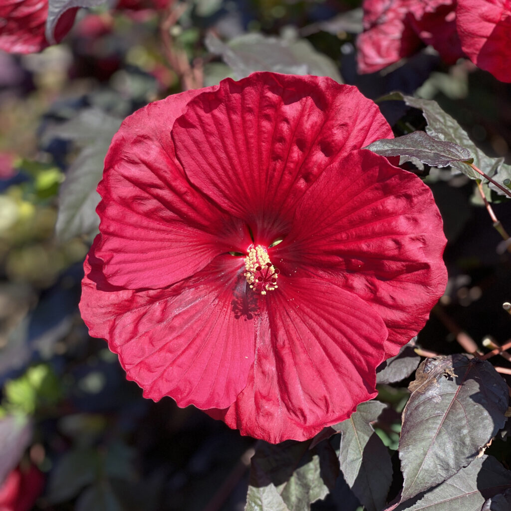 SUMMERIFIC® 'Holy Grail' Hibiscus