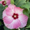 Hibiscus SUMMERIFIC® 'Spinderella'