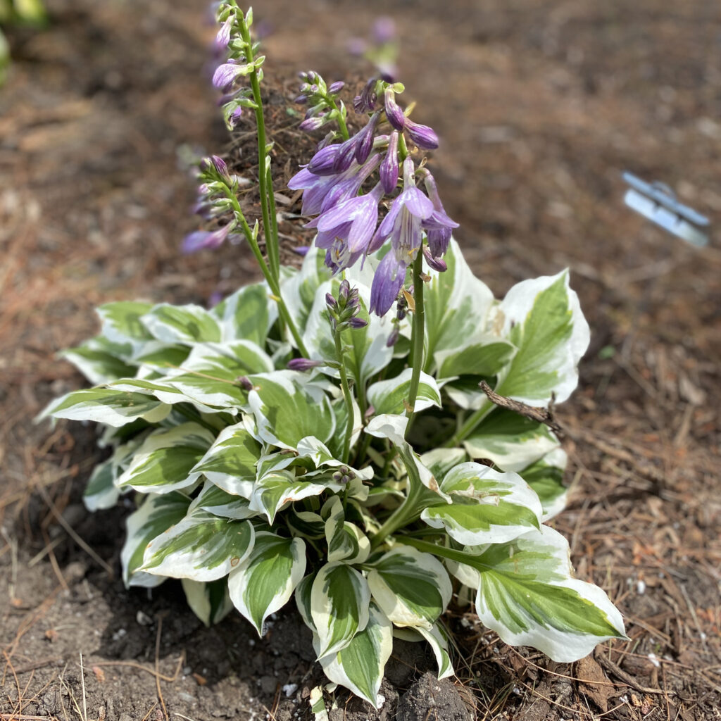 Hosta 'Diamonds are Forever'