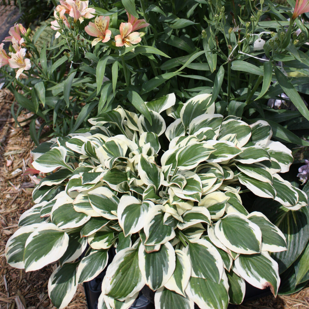 Hosta 'Diamonds are Forever'