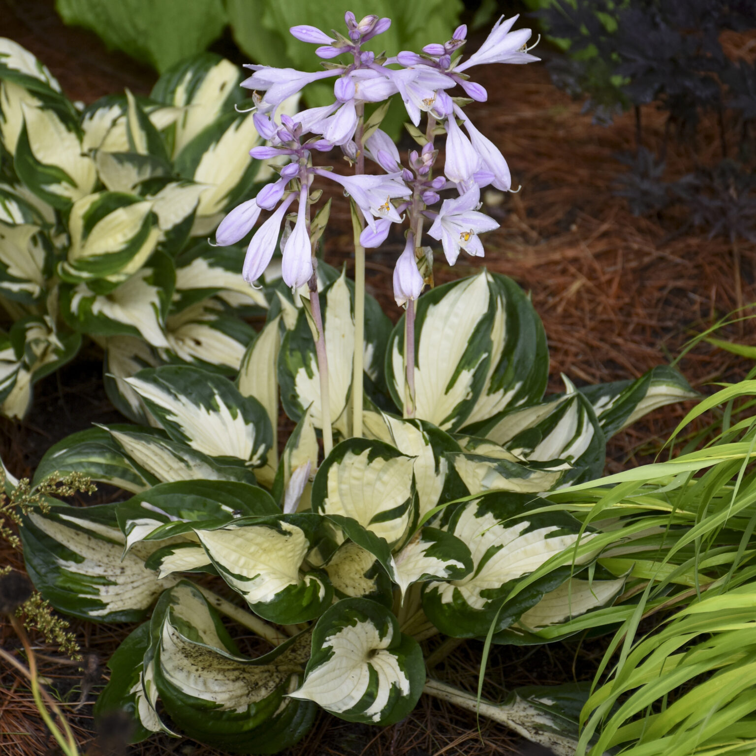 Hosta 'Fire and Ice' – Order Online