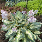 Hosta 'Hans'