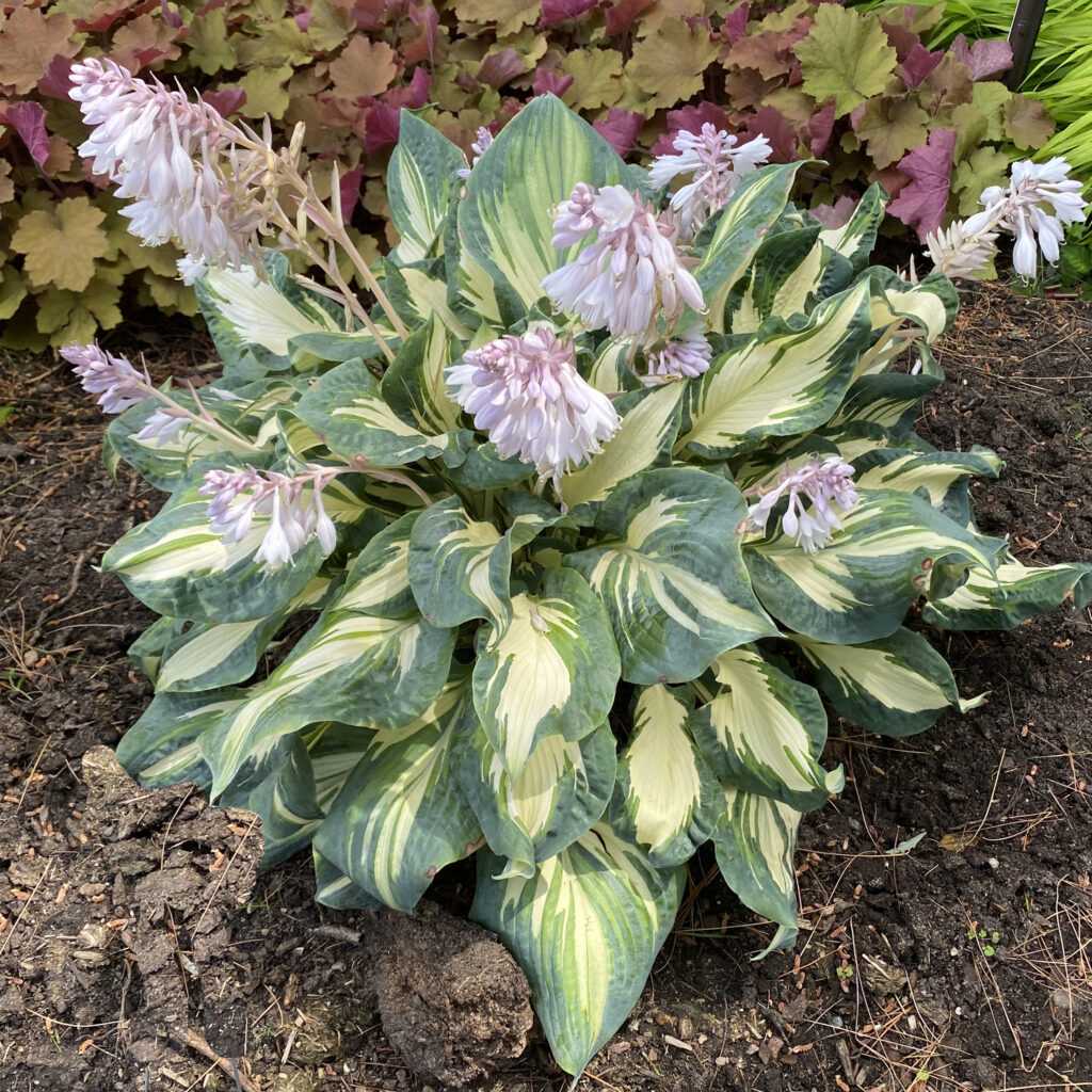 Hosta 'Hans'